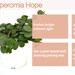 Golden Pothos Care Guide Printable Indoor Plant Care Instructions ...