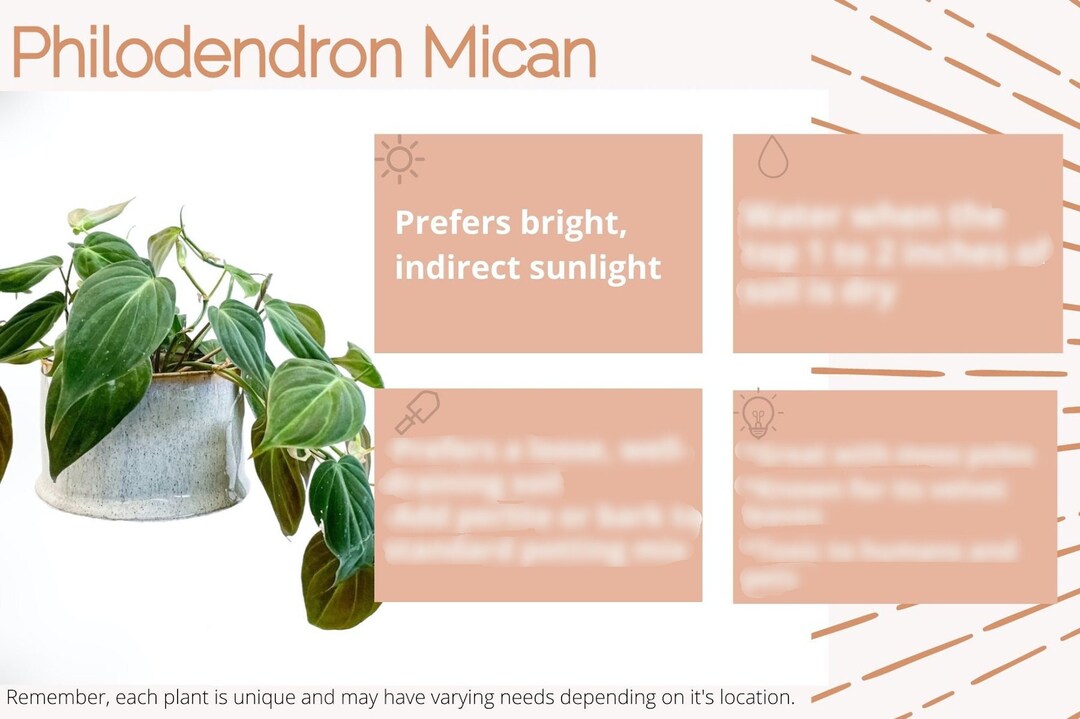 Philodendron Mican Digital Plant Care Card/velvet Leaf Philodendron ...