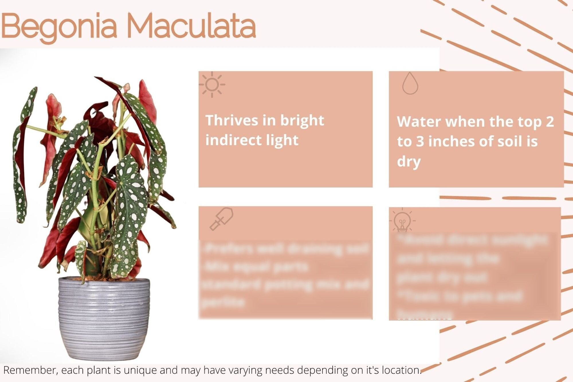 Polka Dot Begonia Printable Care Card/polka Dot Plant Care/begonia ...
