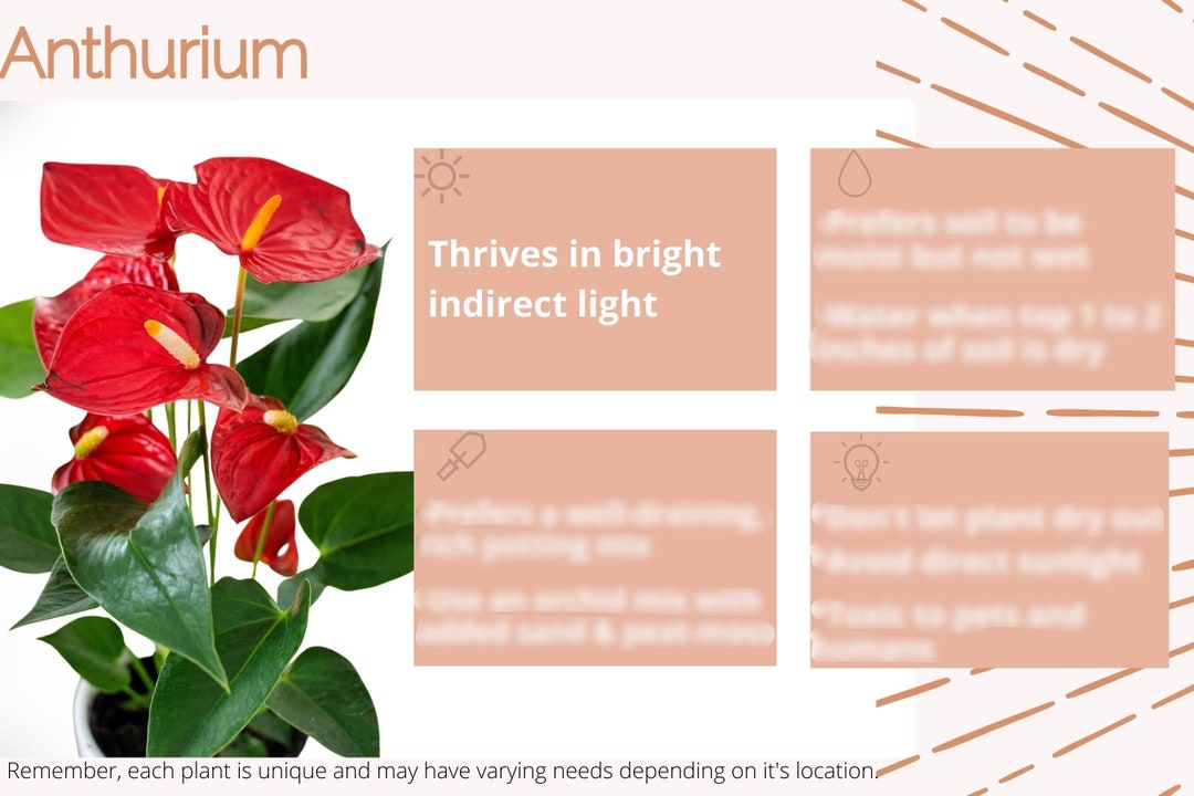 Anthurium Digital Plant Care Card/flamingo Flower Plant Care Card/red ...
