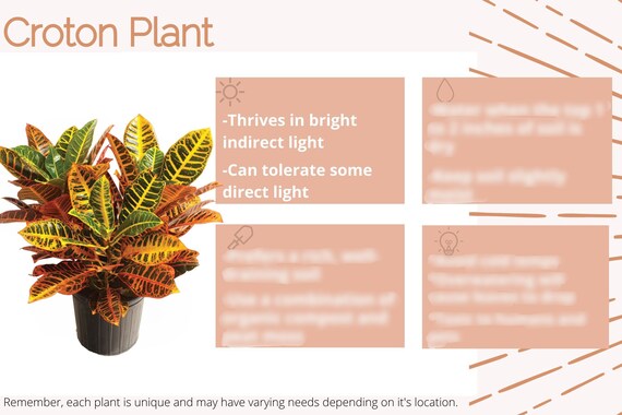 Printable Croton Plant Care Card/croton Care/croton Plant | Etsy