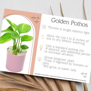 Golden Pothos Care Guide - Printable Indoor Plant Care Instructions ...