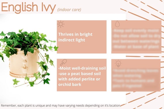 English Ivy Plant Care Card Digital Download/Plant Care | Etsy