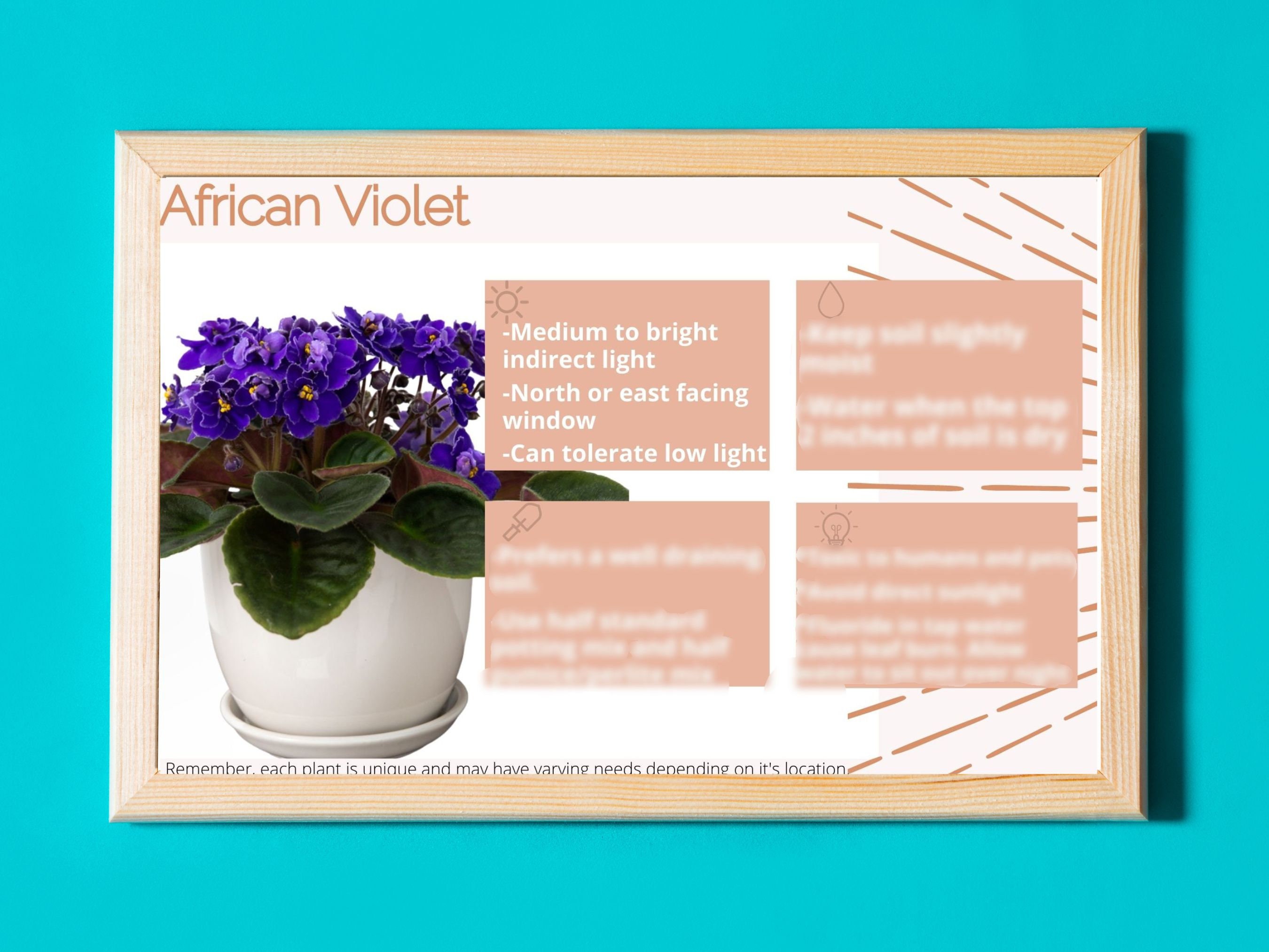 PRINTABLE African Violet Plant Care Card African Violet Care Tips ...