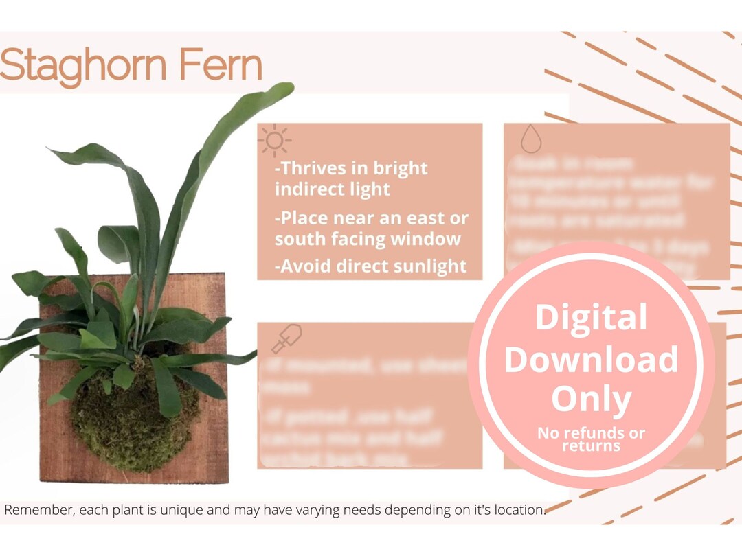 PRINTABLE Staghorn Fern Plant Care Card | Staghorn Fern Care Tips ...
