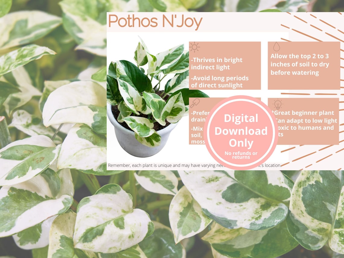 DIGITAL Pothos N'joy Plant Care Card Digital Download Only Printable ...