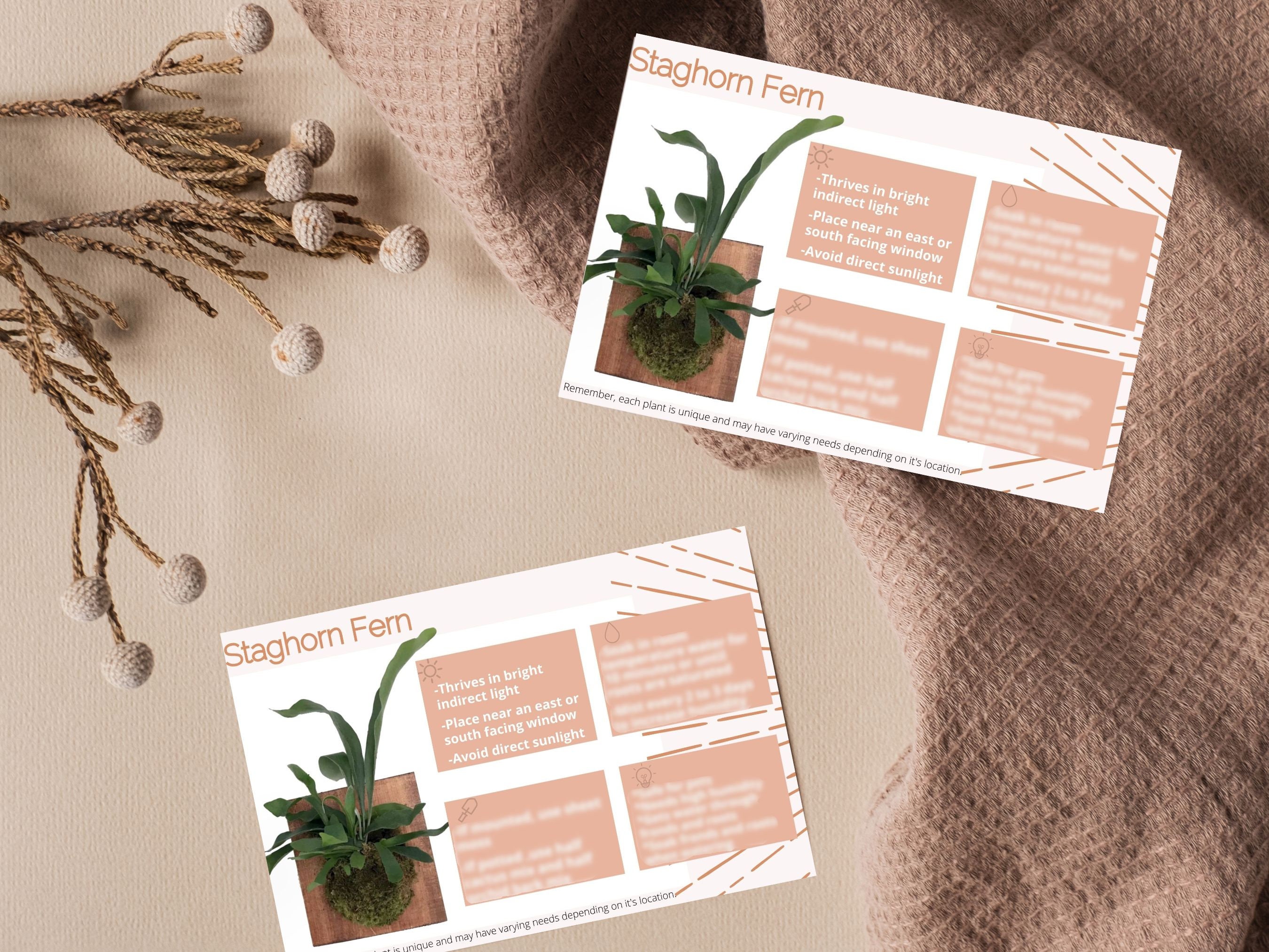 PRINTABLE Staghorn Fern Plant Care Card Staghorn Fern Care Tips ...