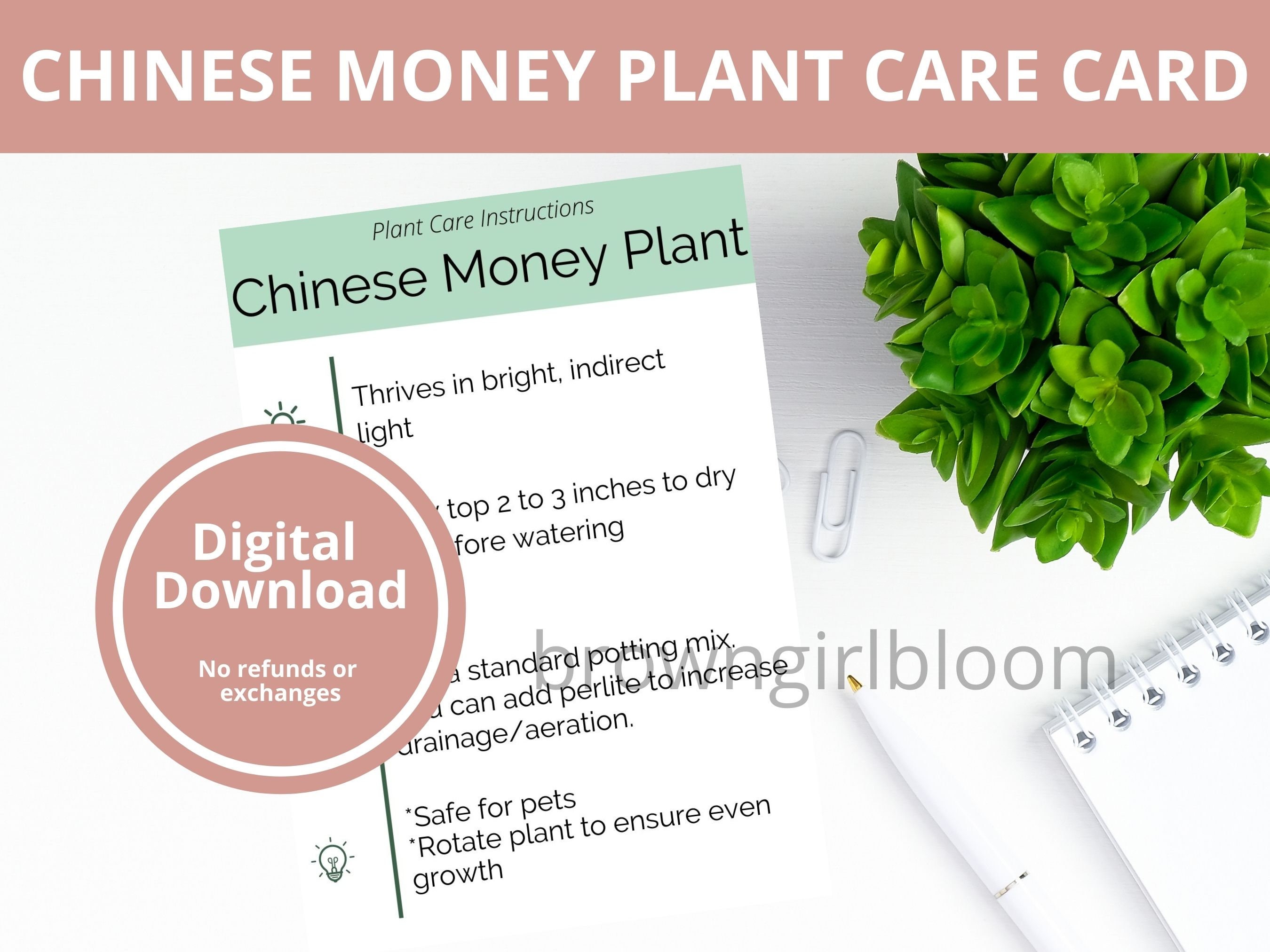 Money Plant Care Instructions