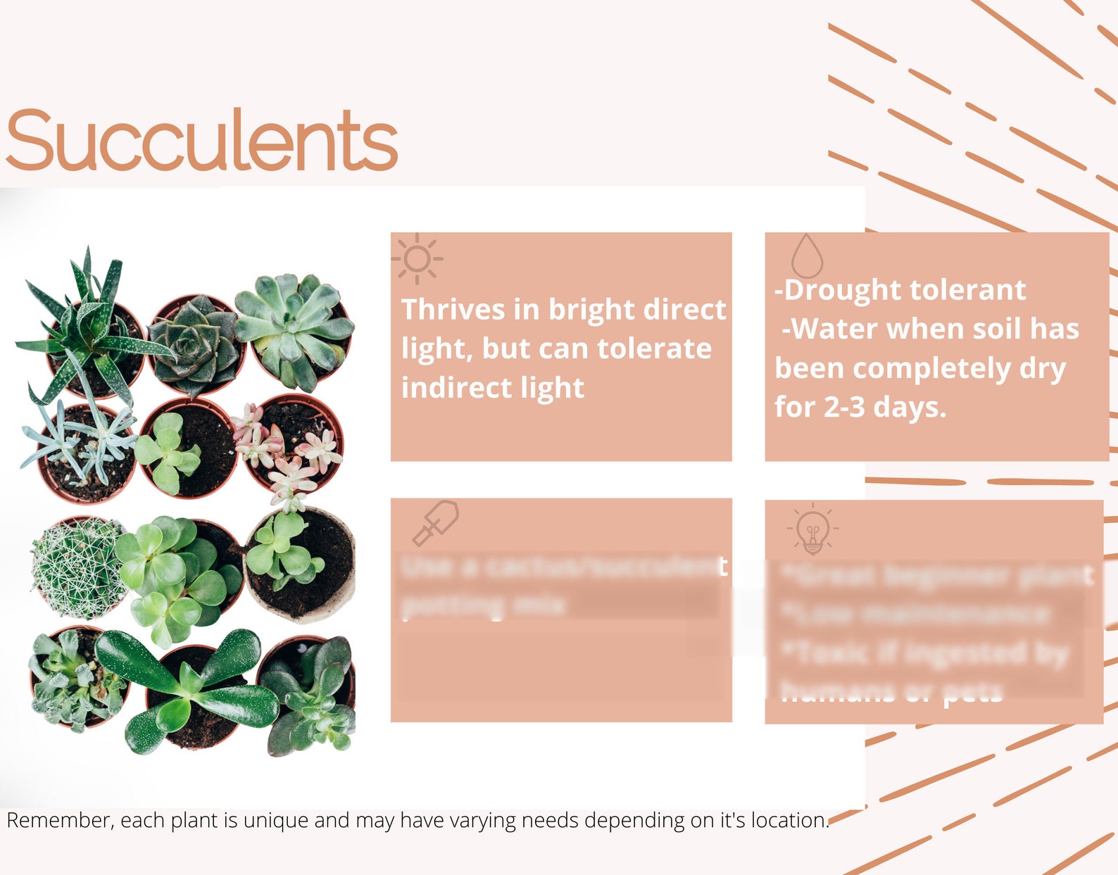 Succulent Plant Care Card Digital Download/plant Care Card/houseplant ...