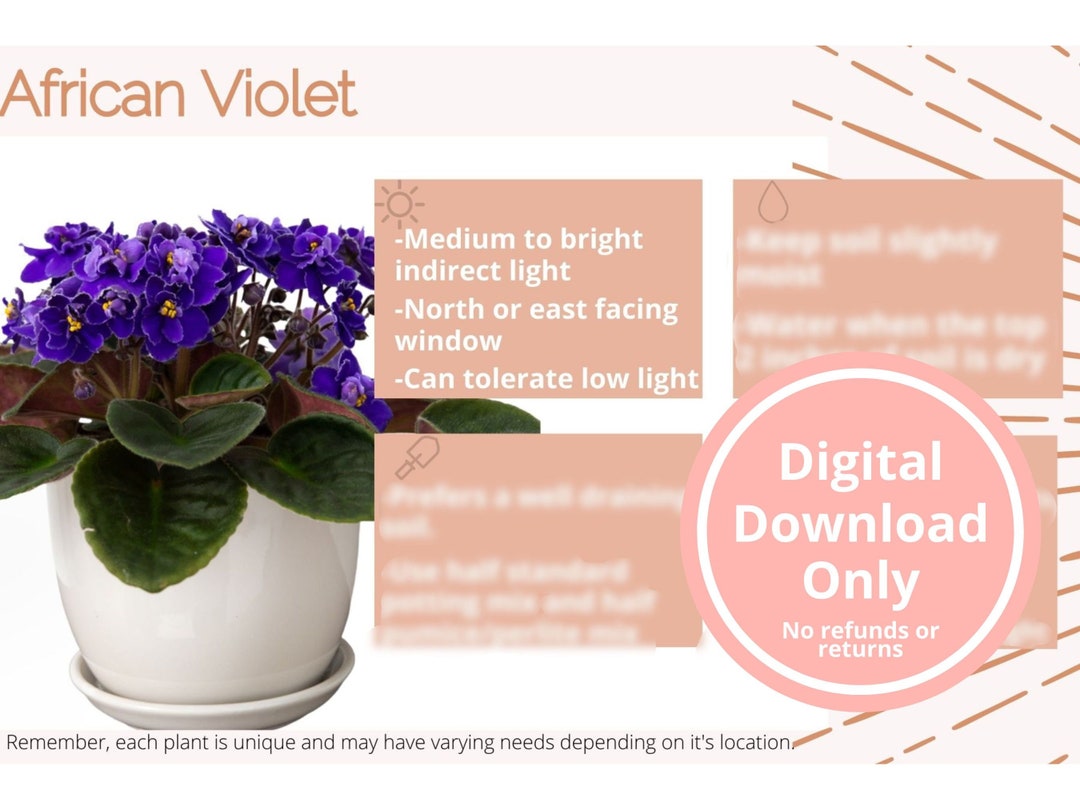 PRINTABLE African Violet Plant Care Card | African Violet Care Tips ...