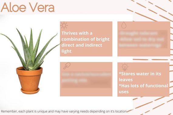 Aloe Vera Plant Care Card Digital Download/Plant Care | Etsy