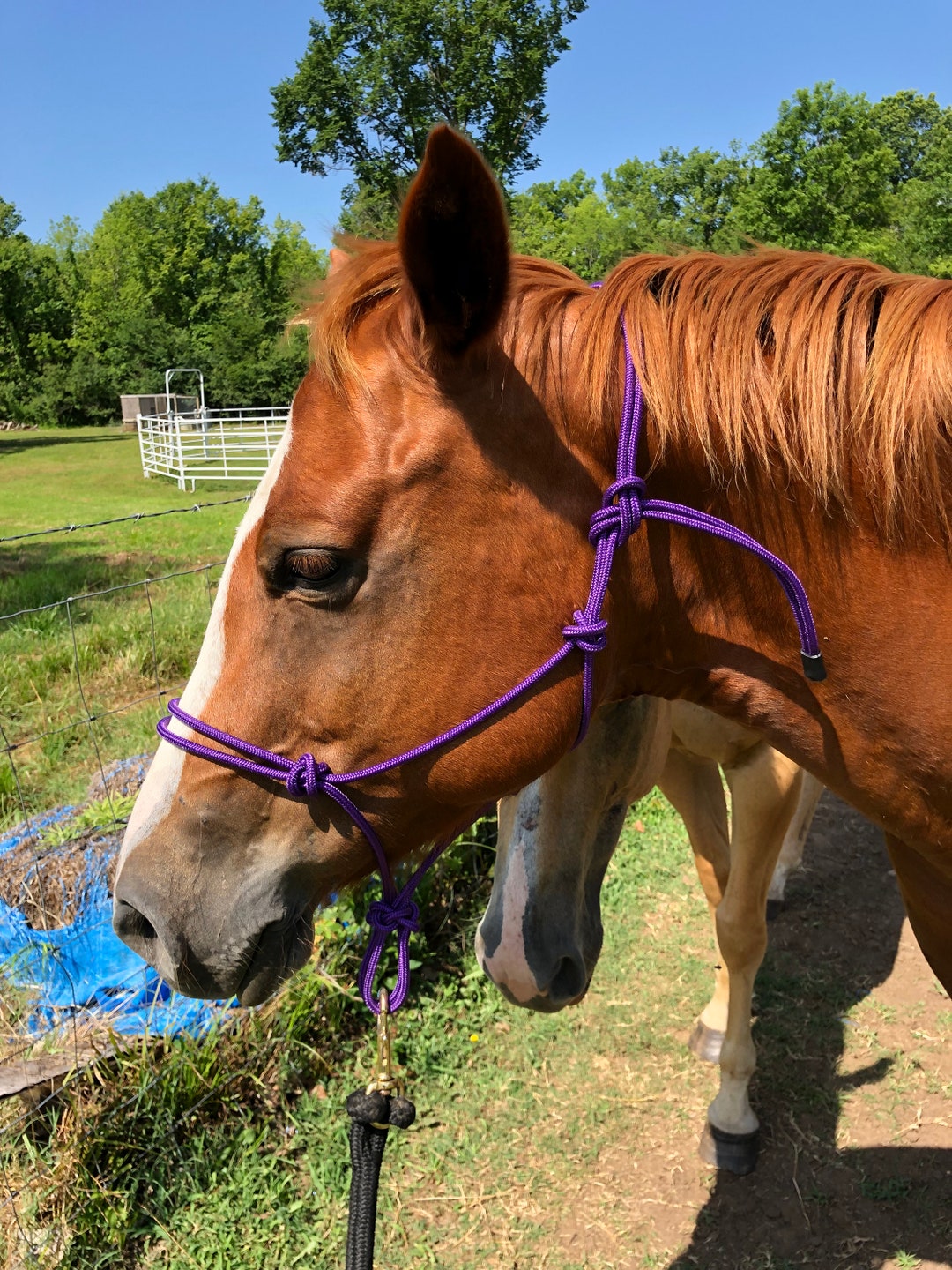 Custom Rope Horse Halters - Standard Horse - Etsy