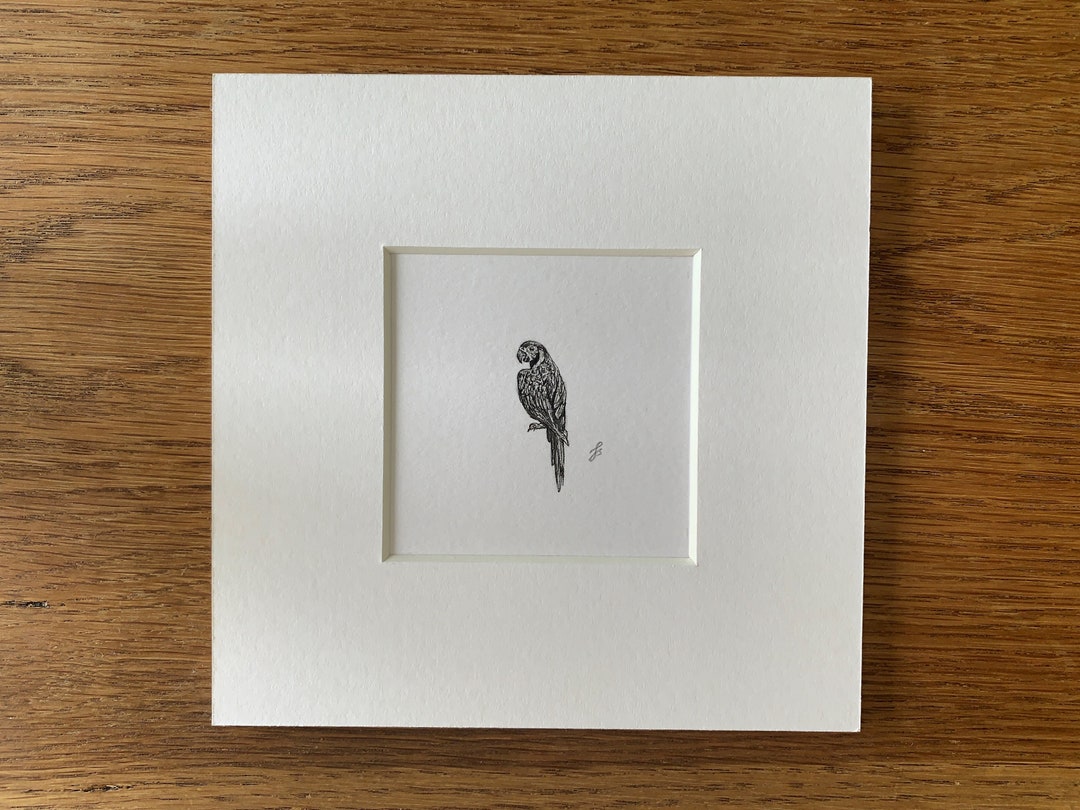 Miniature Macaw Parrot Pen Drawing 6x6 inch Mounted Original - Etsy