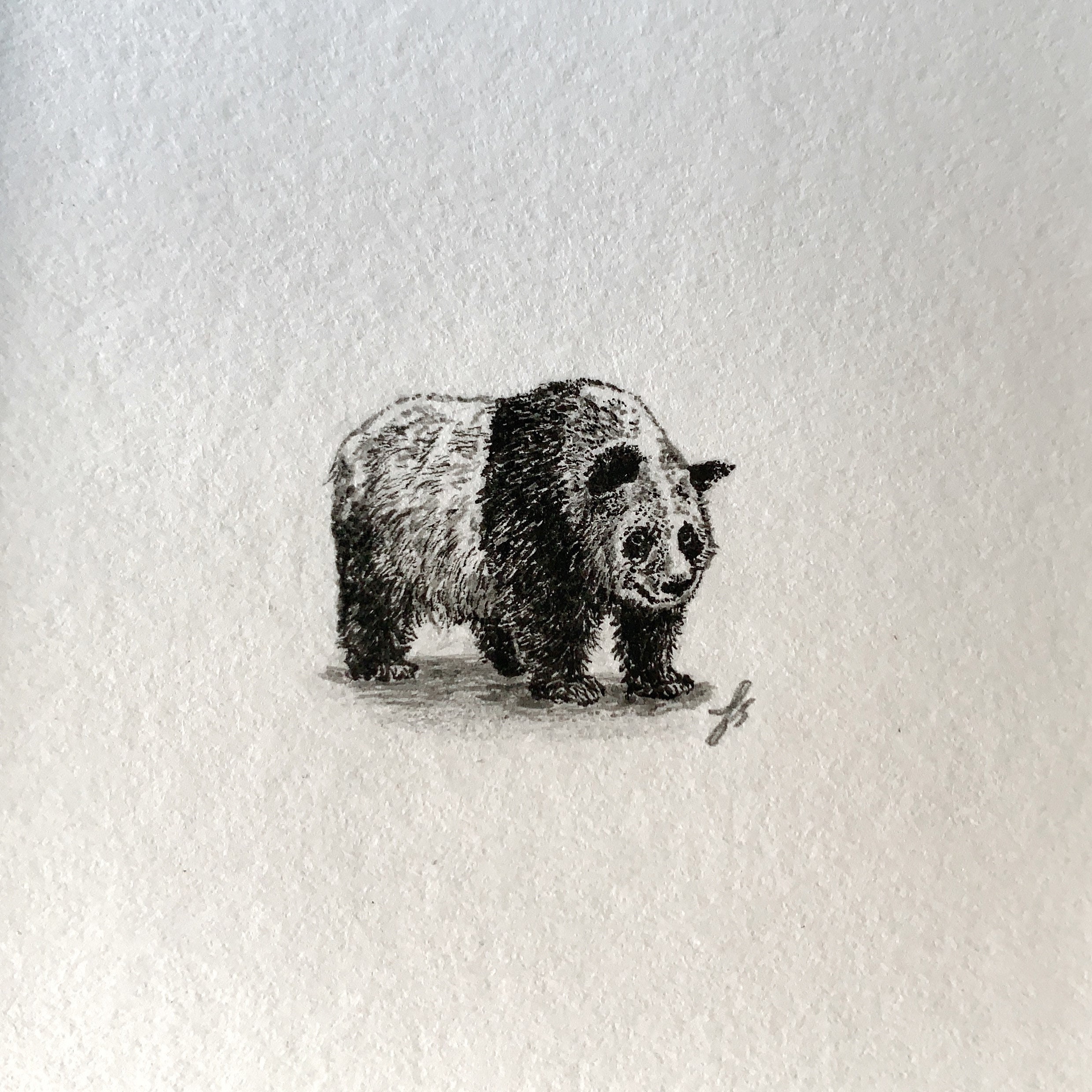 Original Miniature Panda Pen Drawing 6x6 inch Mounted Artwork - Etsy