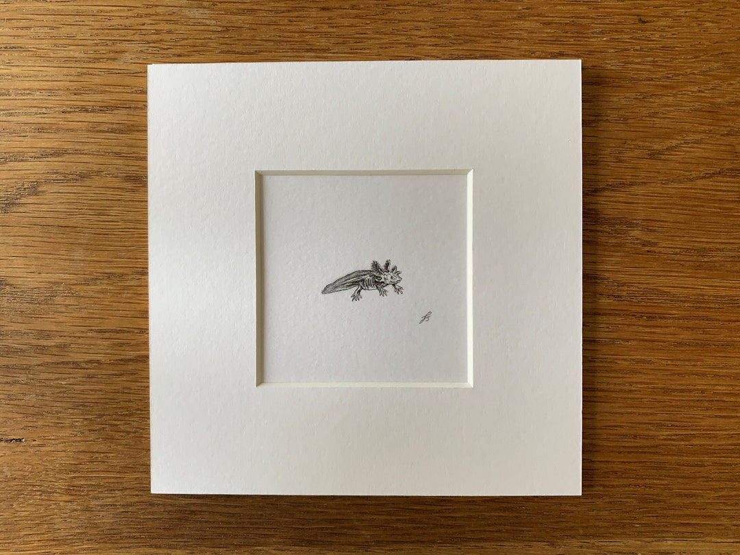 Miniature Axolotl Pen Drawing 6x6 inch Mounted Original - Etsy