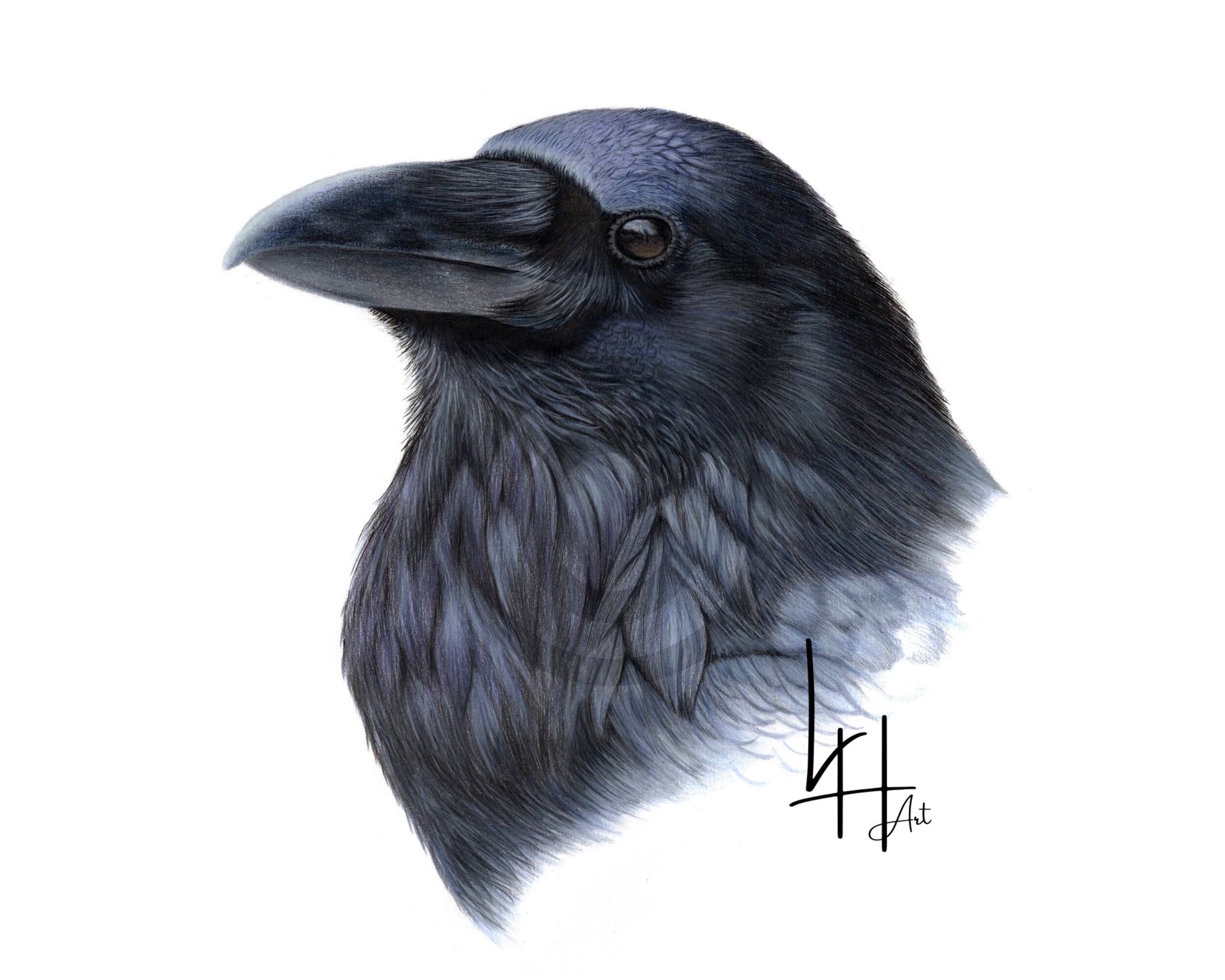 Original Raven Ink and Coloured Pencil Drawing Raven Artwork - Etsy UK
