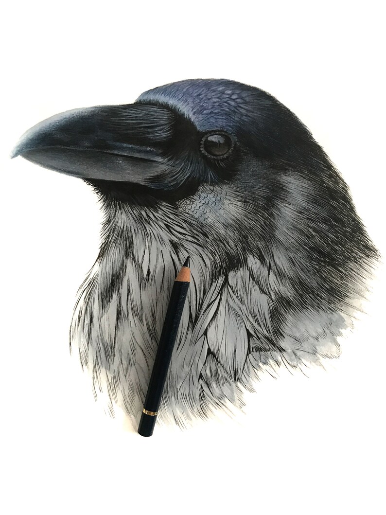 Original Raven Ink and Coloured Pencil Drawing Raven Artwork - Etsy UK