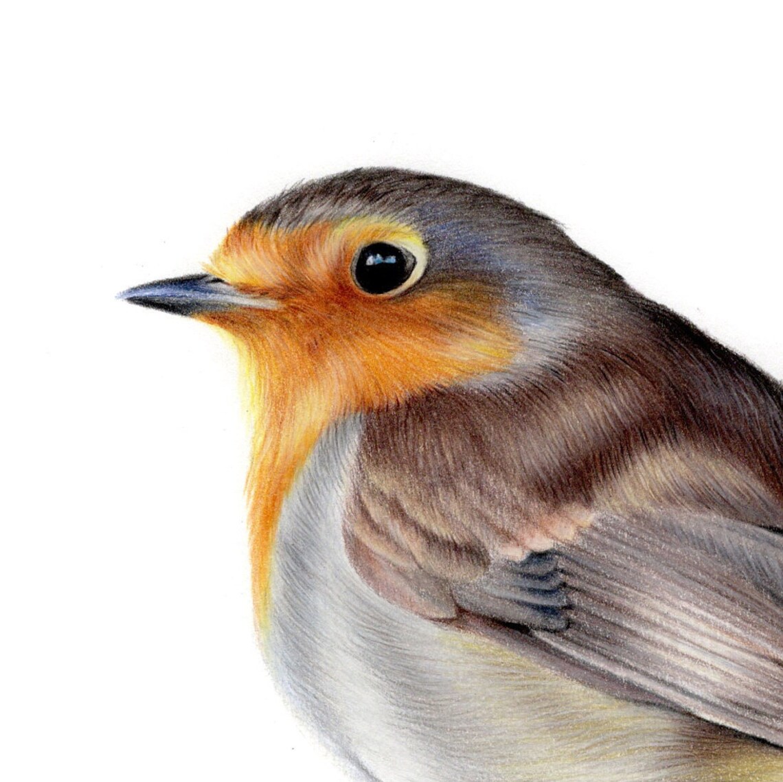 Original Robin Coloured Pencil Drawing Robin Artwork - Etsy UK