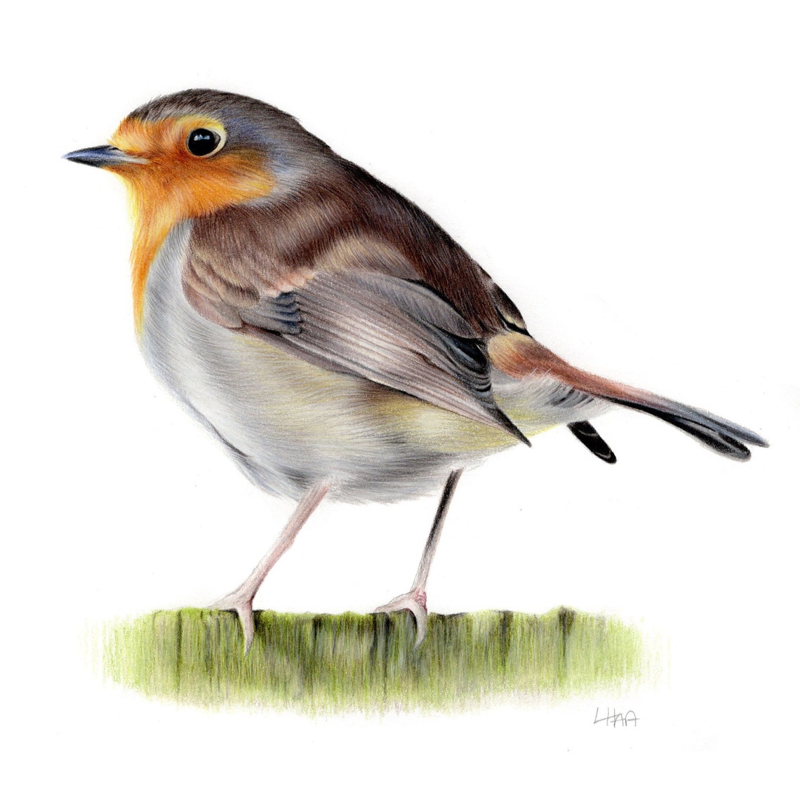 Original Robin Coloured Pencil Drawing Robin Artwork - Etsy UK