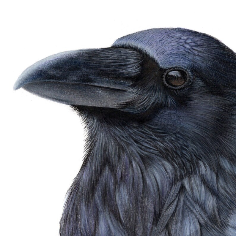 Original Raven Ink and Coloured Pencil Drawing Raven Artwork - Etsy UK