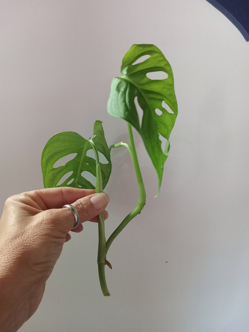 Monstera Adansonii Wide Form - Etsy