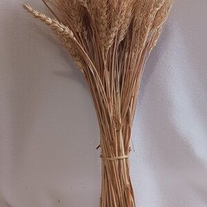 Golden Bearded Illinois Winter Wheat Sheaves - Etsy
