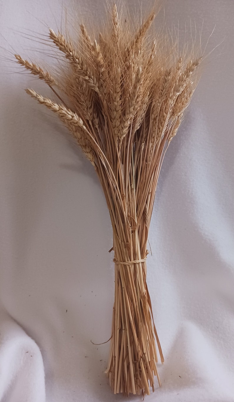 Golden Bearded Illinois Winter Wheat Sheaves - Etsy