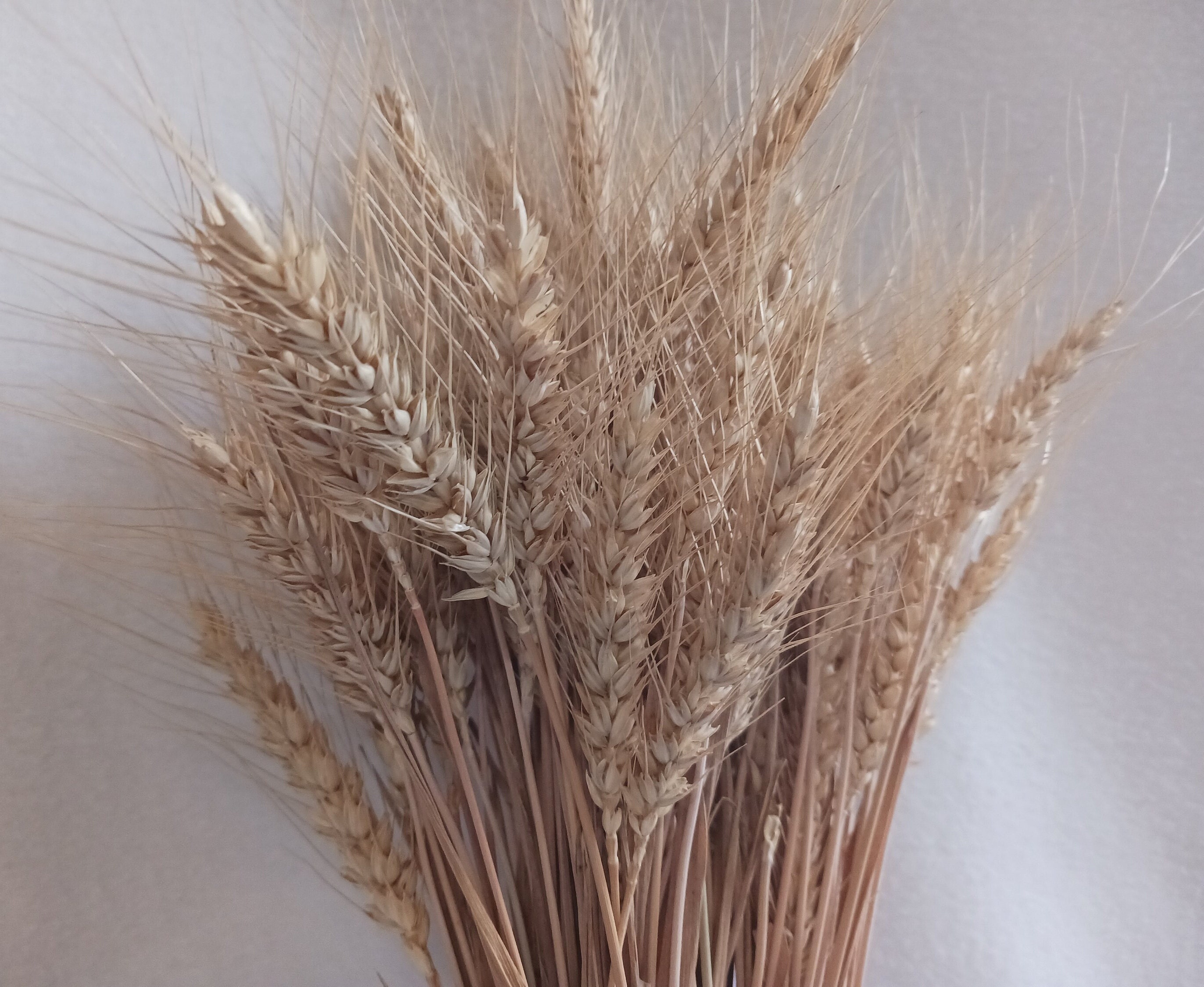 Golden Bearded Illinois Winter Wheat Sheaves - Etsy