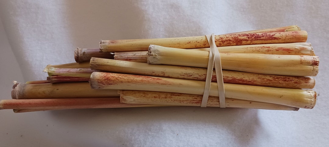 Broom Corn Stalks for Weaving/crafting - Etsy