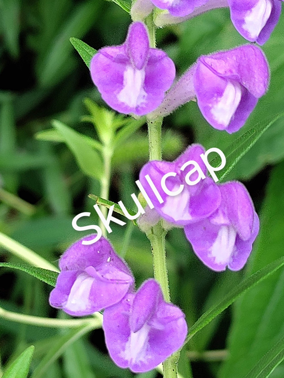 Skullcap Flower Art Photo Wall Tile Wall Decor Wall Art - Etsy