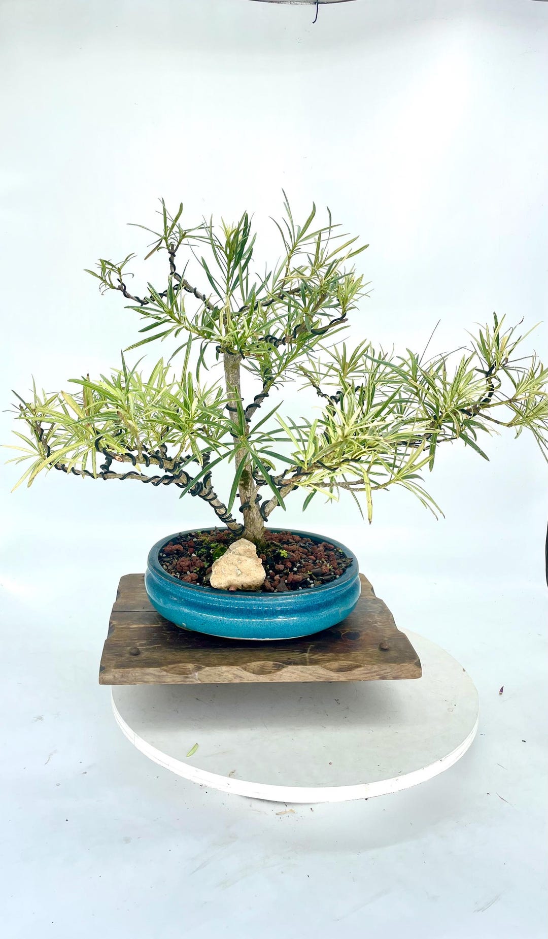 Rare Variegated Fern Podocarpus Bonsai Tree "bonsai Sect" Collection ...