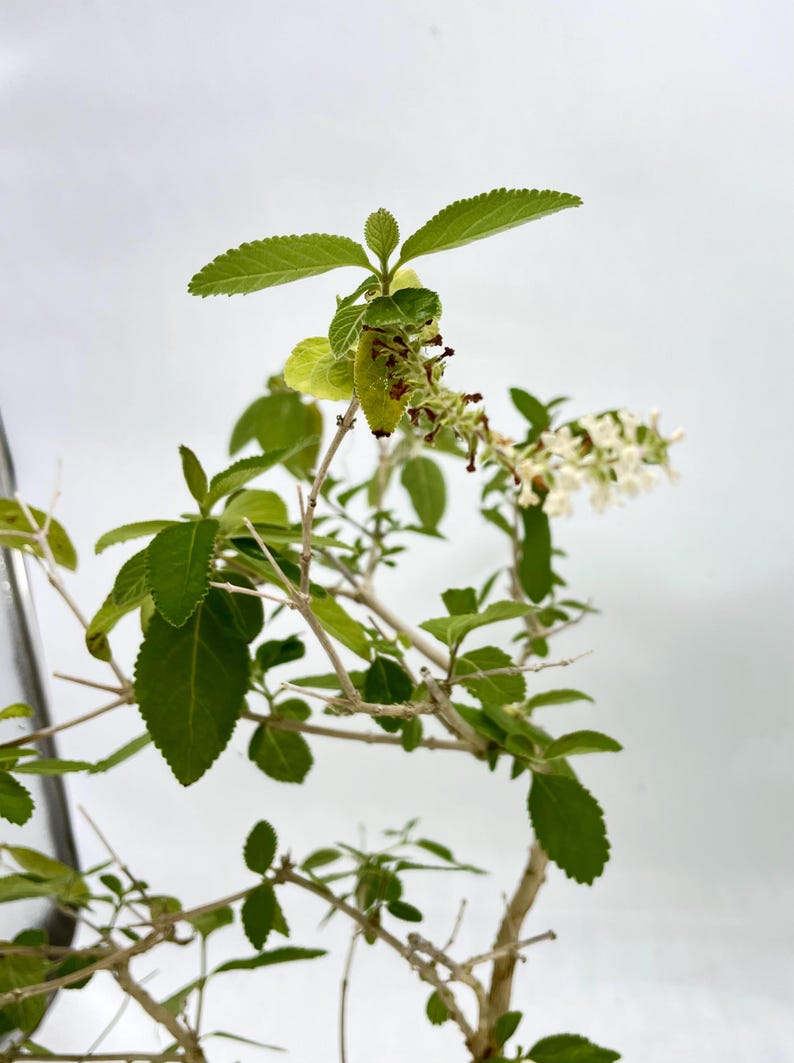 Almond Bush Bonsai Tree, "unique Aparatus" Collection From Rare and ...