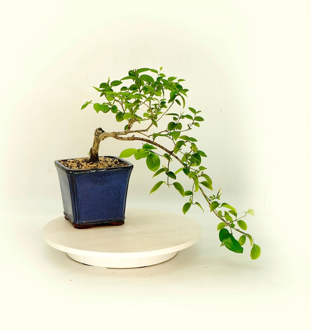 Winter Jasmine Bonsai Tree my Own Garden - Etsy