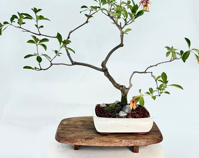 Dwarf Hamelia Firebush Bonsai Tree, "bridge to Nature" Collection From ...