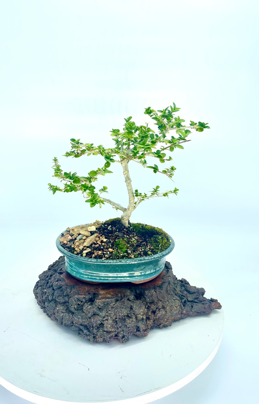 Premna Bonsai Tree come Home Collection From Rare and Exotic Bonsai - Etsy