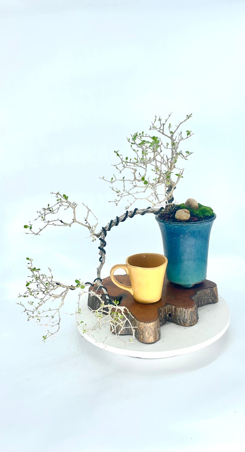Escambron Bonsai Tree interior Accents Collection From rare and Exotic ...