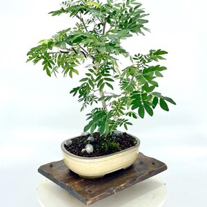 White Powder Puff Bonsai Tree (rare), "winter Showcase" Collection From ...
