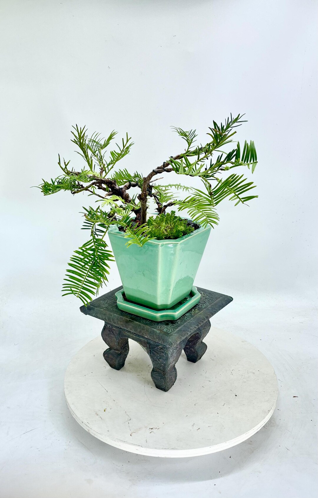 Florida Yew Rare Bonsai Tree "green Elegance" Collection From Rare and ...