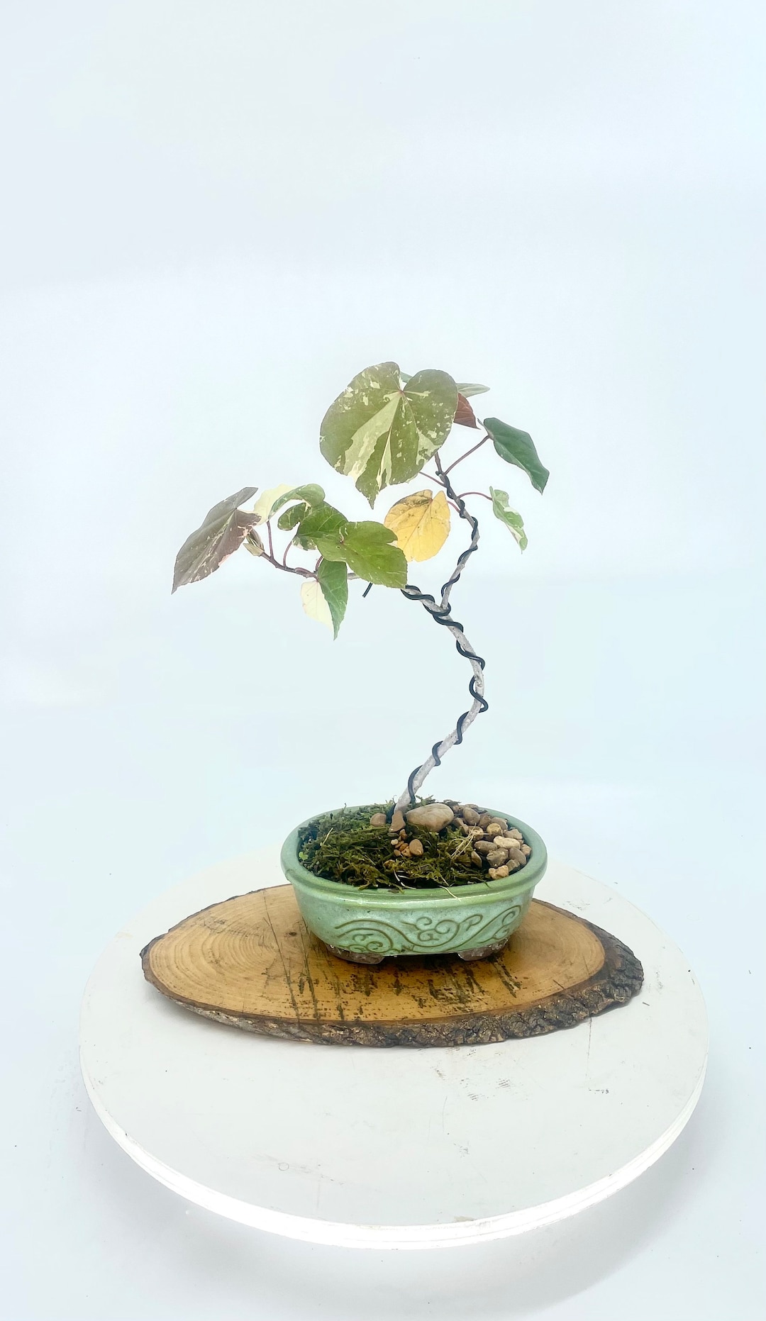 Variegated Sea Hibiscus Bonsai Tree bridge to Nature Collection From ...