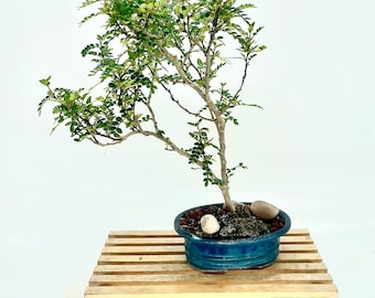 Zanthoxylum Piperitum (rare) Bonsai Tree, "eye Candy" Collection From ...