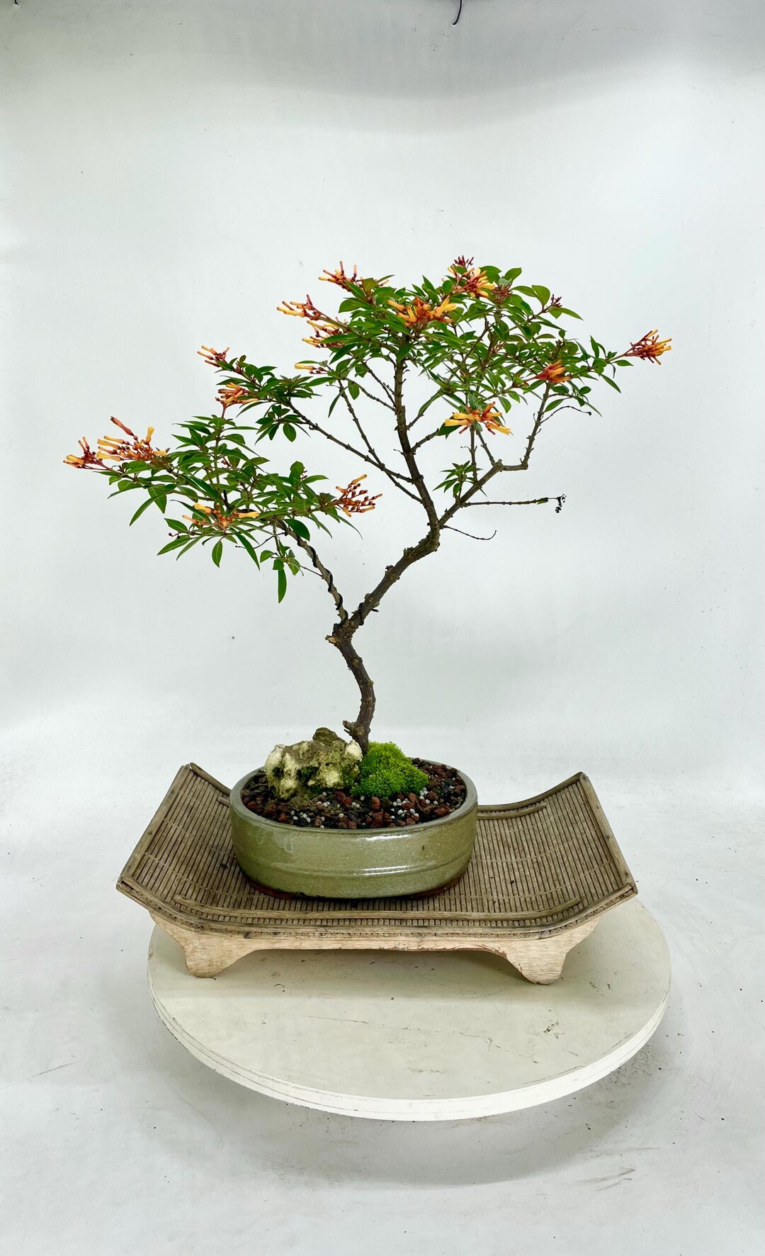 Dwarf Hamelia Firebush Bonsai Tree, "bridge to Nature" Collection From ...
