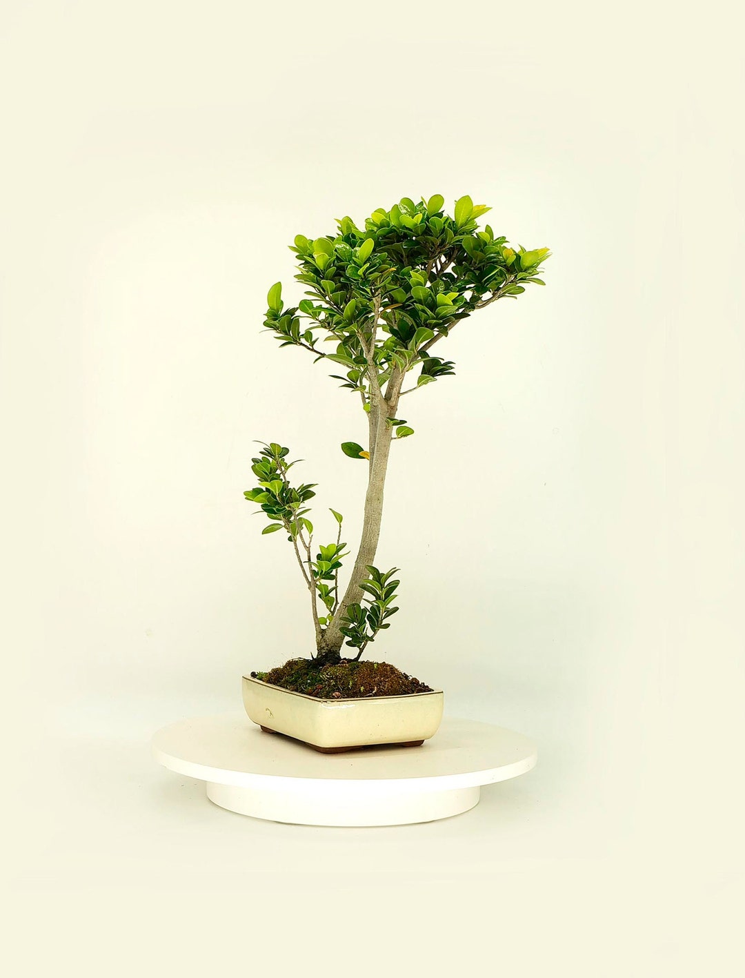 Ficus Microcarpa green Gem Bonsai Tree air Producer Collection From Rare and Exotic Bonsai - Etsy