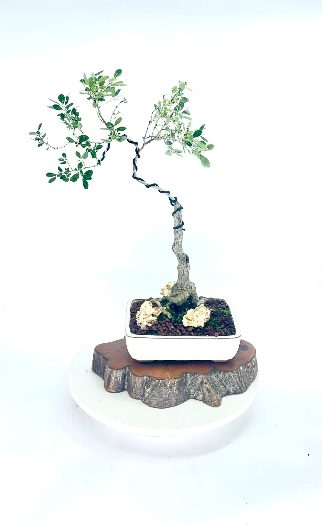 Gallberry Bonsai Tree, cultivate Patience Collection From rare and ...