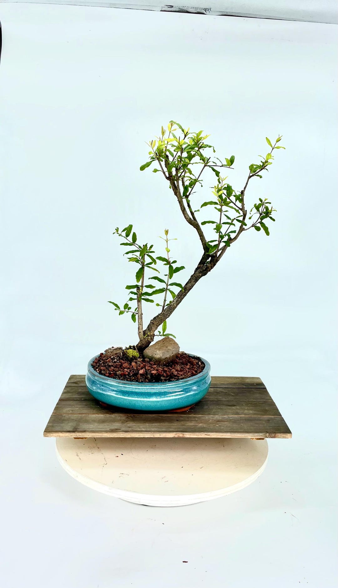 Dwarf Persian Pomegranate Bonsai Tree, neglected Child Collection From ...
