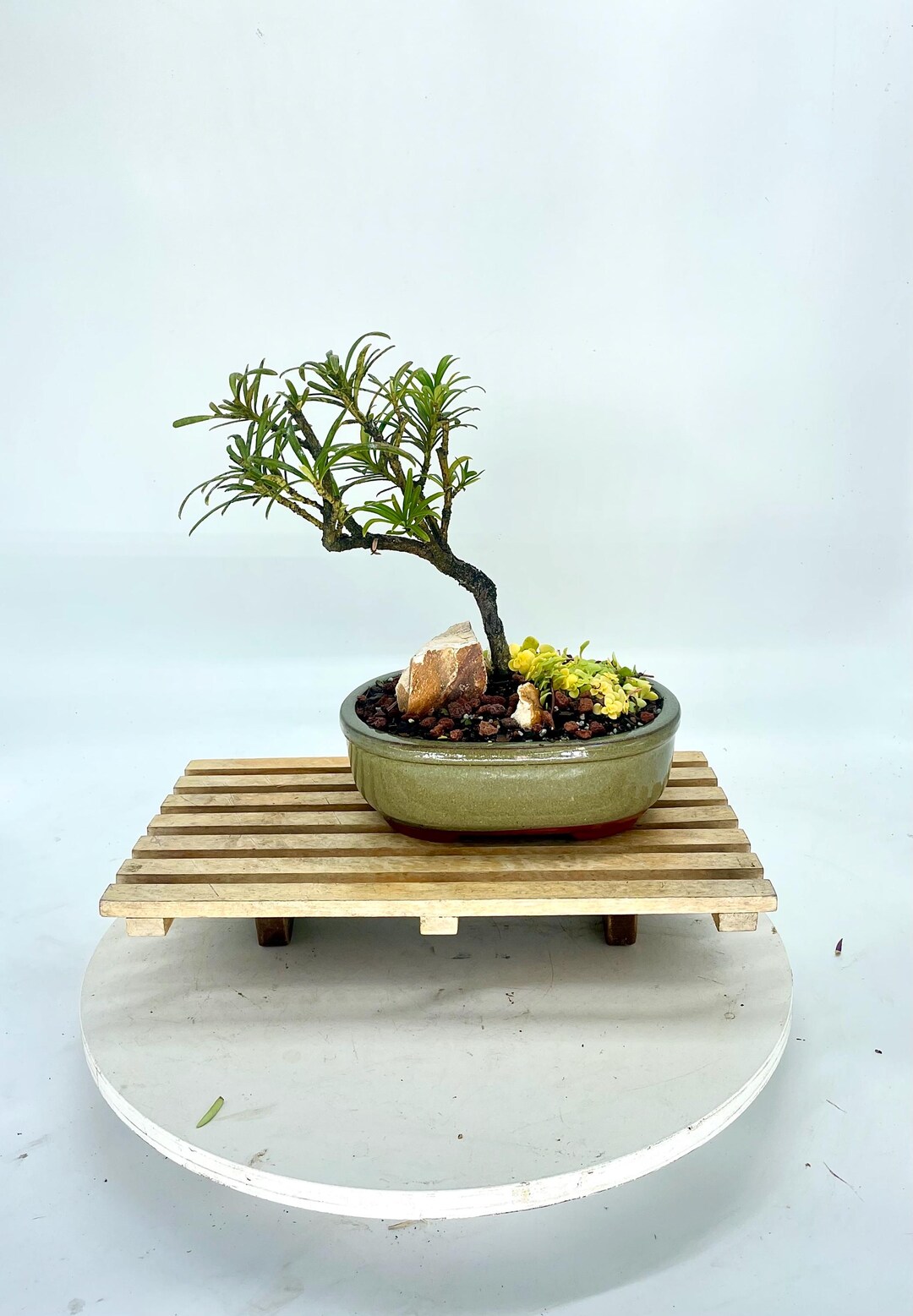 Rare Pringles Podocarpus Bonsai Tree "bonsai Sect" Collection From Rare ...