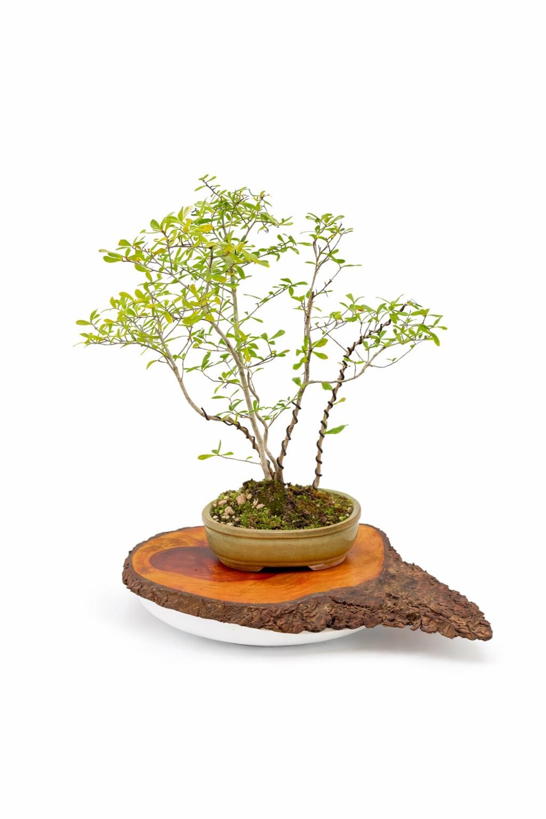 Myrtle Oak Bonsai Tree Styled Specimen One of a Kind - Etsy