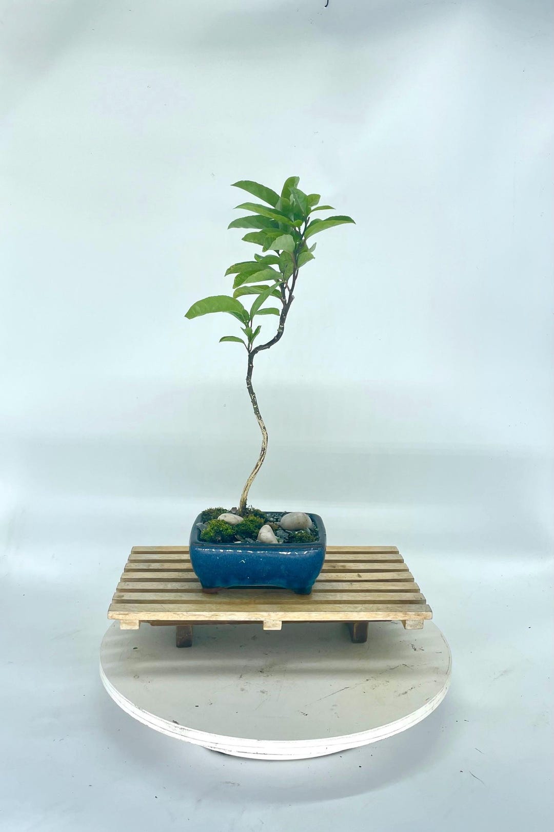Tropical Wisteria Bonsai Tree, "bridge to Nature" Collection From Rare ...