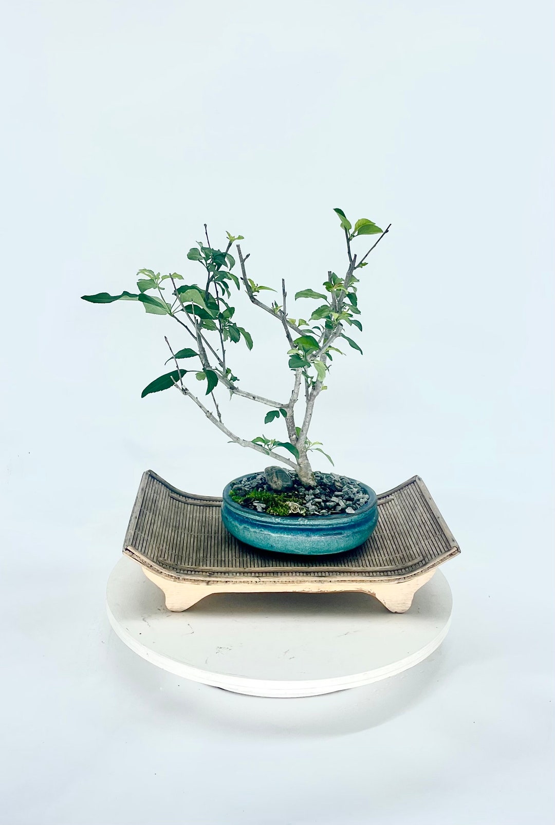 Apple Bonsai Tree wake up the World Collection From rare and Exotic ...