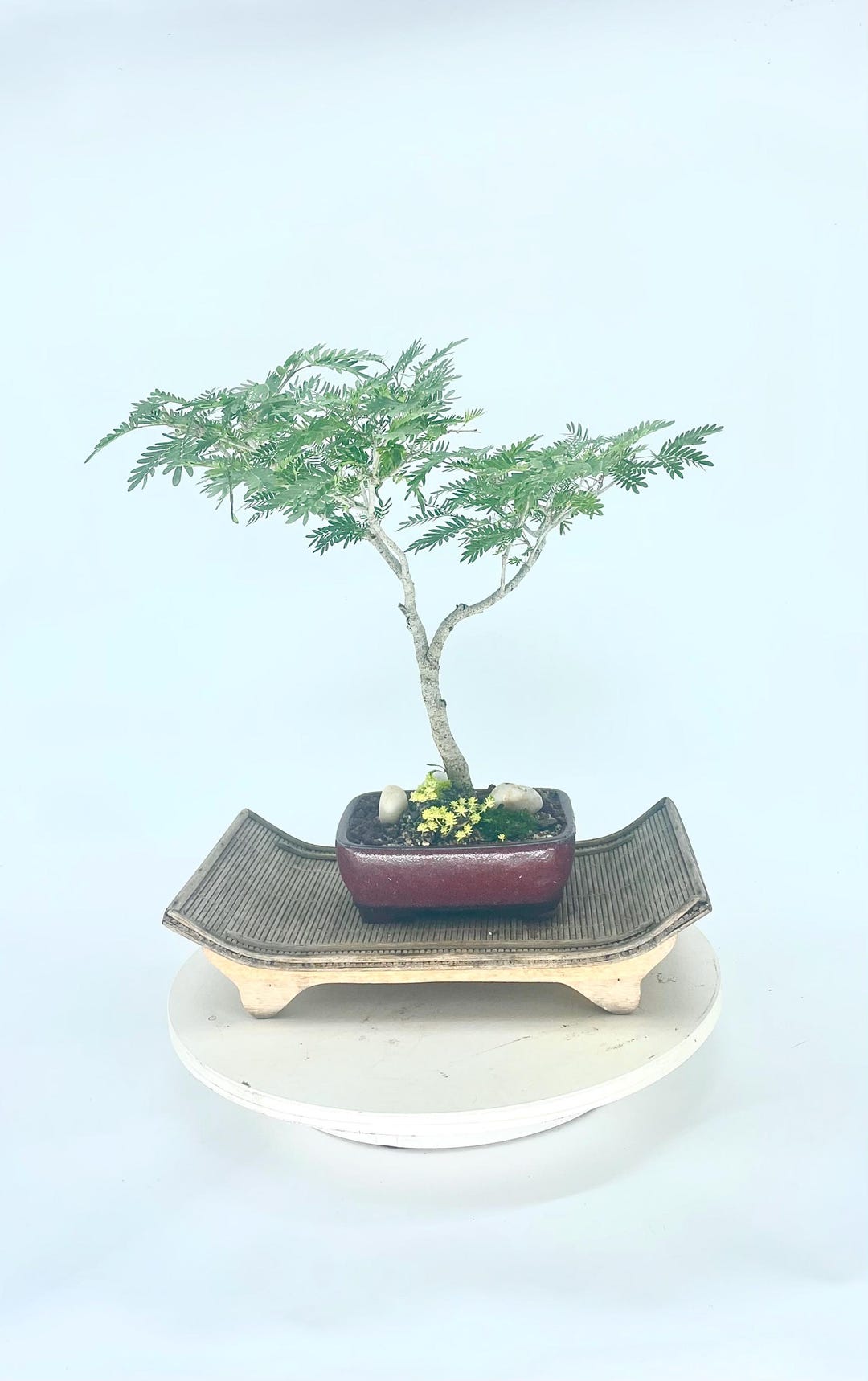 Surinamese Stick Pea Powder Puff (rare) Bonsai Tree, "winter Showcase ...