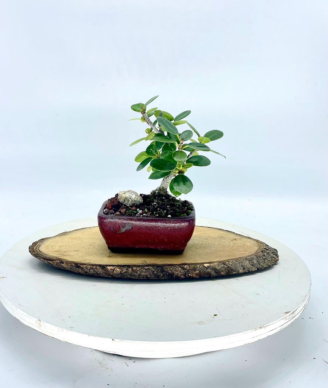 Green Island Fig Pre Bonsai Tree "sill Bud" Collection From Rare and ...